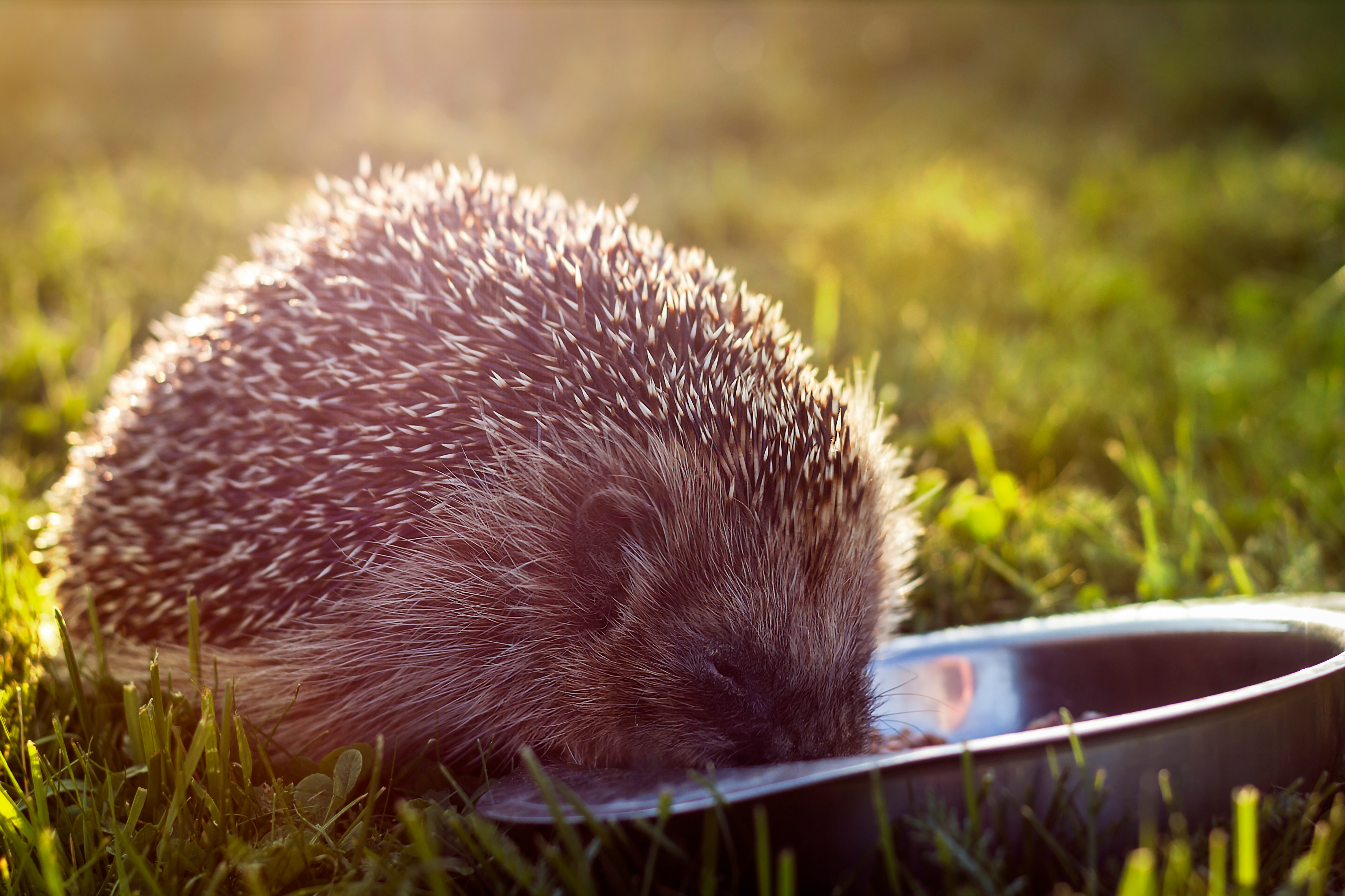 Hedgehog Talk with Stephen Powles – Tuesday 4th March 2025 – St James ...